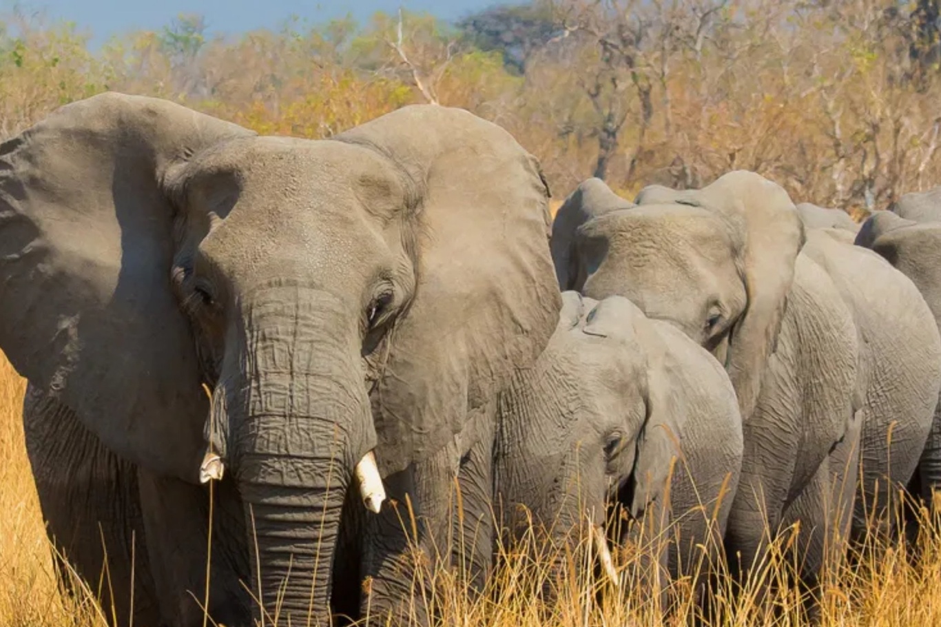 Six killed in elephant attack in eastern India - [İLKHA] Ilke News Agency