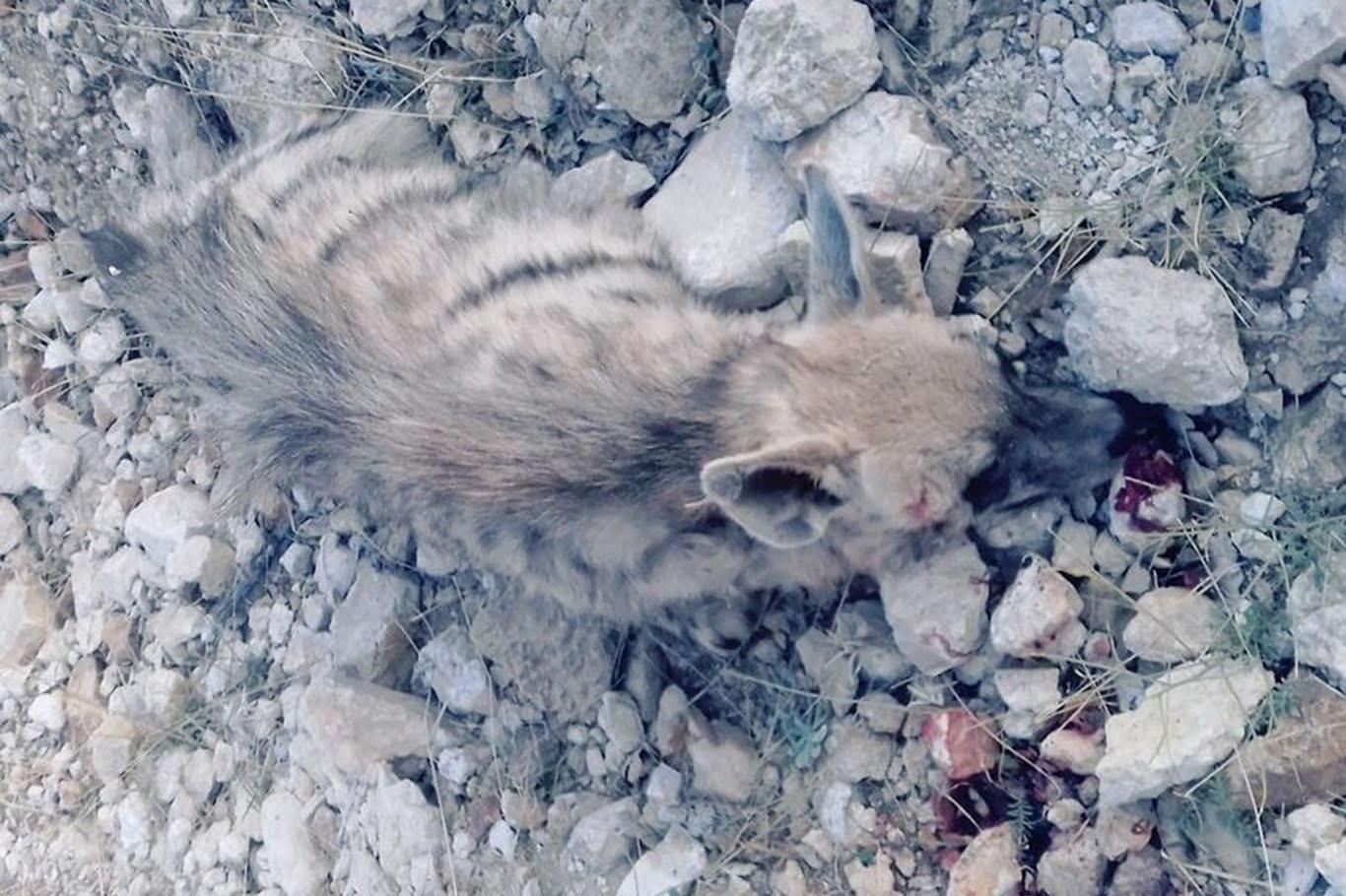 Another striped hyena has been wasted in Batman - [İLKHA] Ilke News Agency