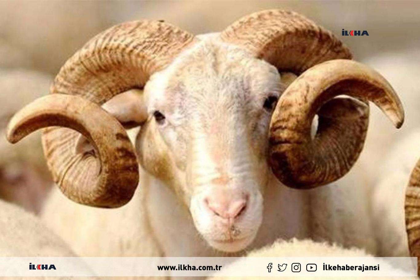 What is the significance of Qurban in Islam? - [İLKHA] Ilke News Agency